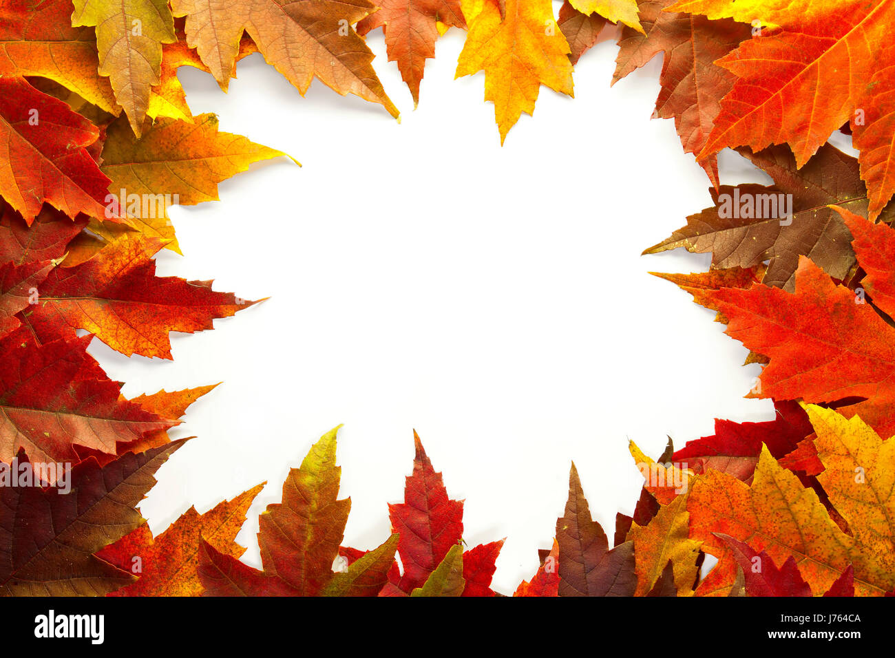 tree leaves maple season backdrop background foliage fall autumn border ...