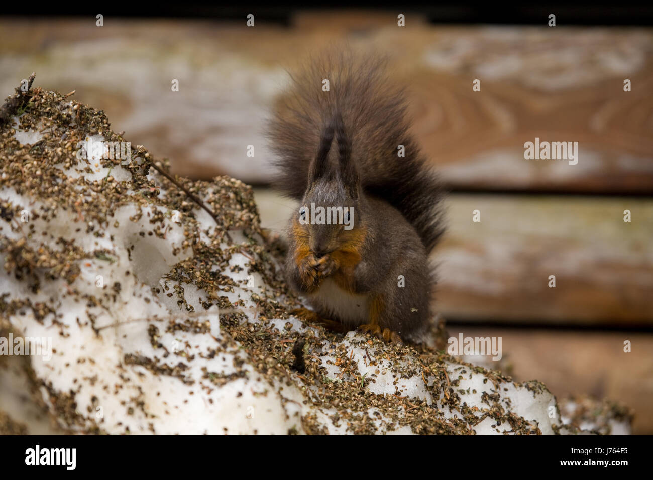 fodder winter animal mammal fauna cold wild rodent snowy bushy to gorge ...