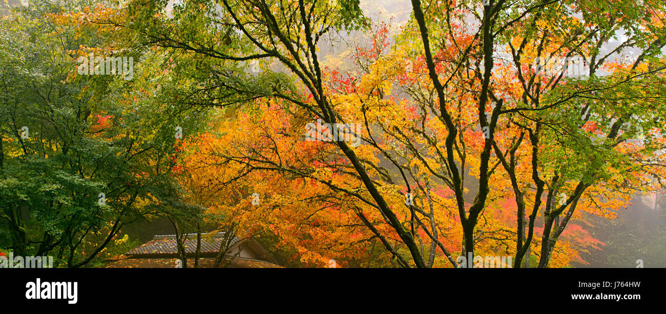 tree trees garden maple japanese season colors colours fall autumn ...