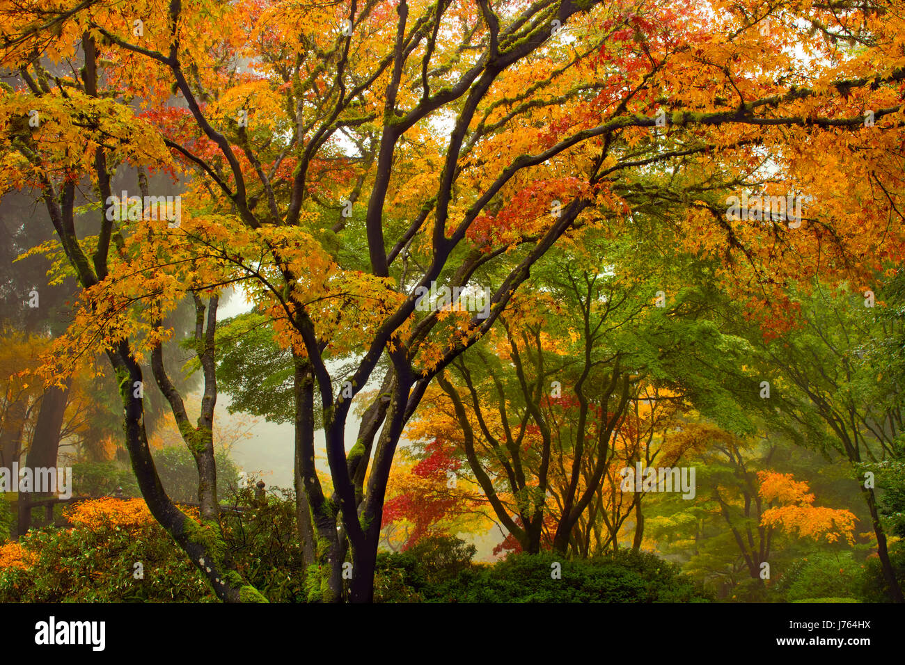 Japanese garden plants and trees hi-res stock photography and images ...