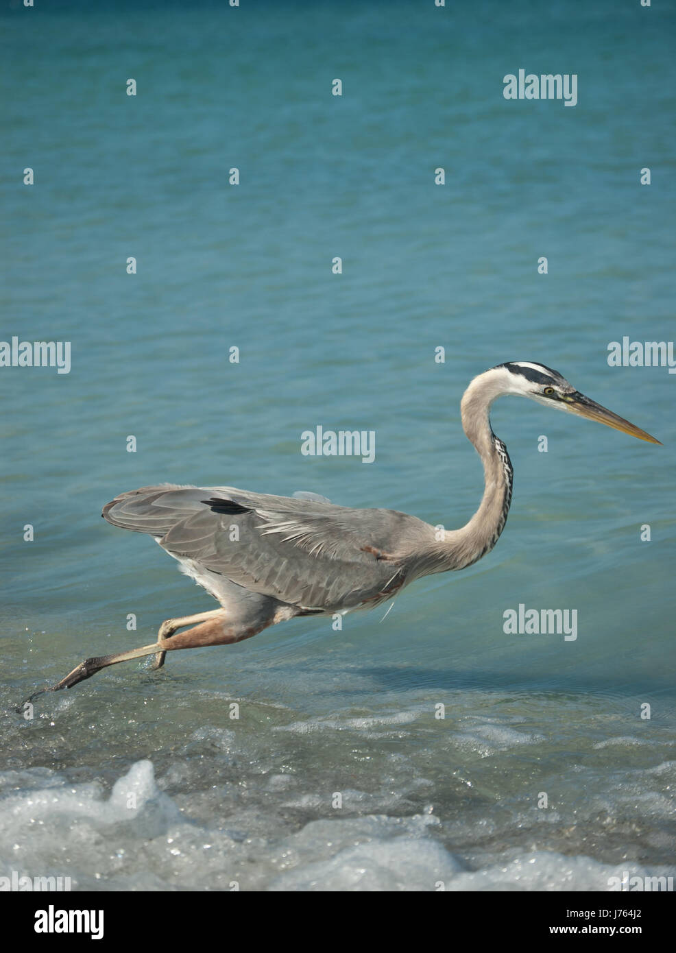 bird beach seaside the beach seashore wildlife heron blue horizon ...