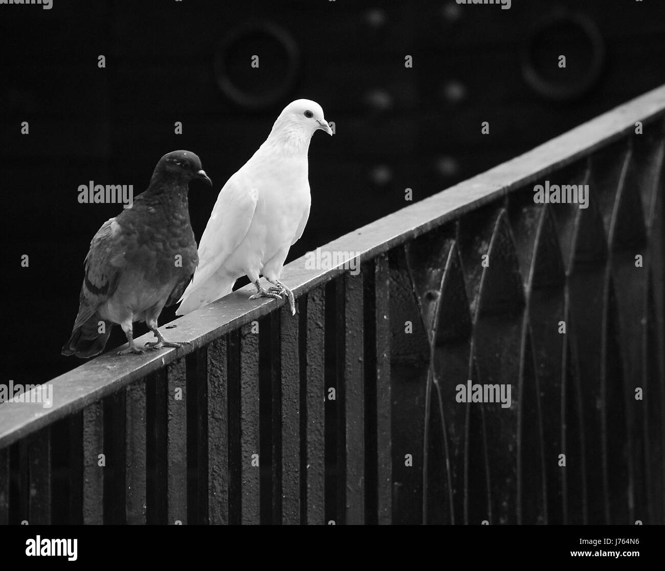 shine shines bright lucent light serene luminous bird birds feathers ...