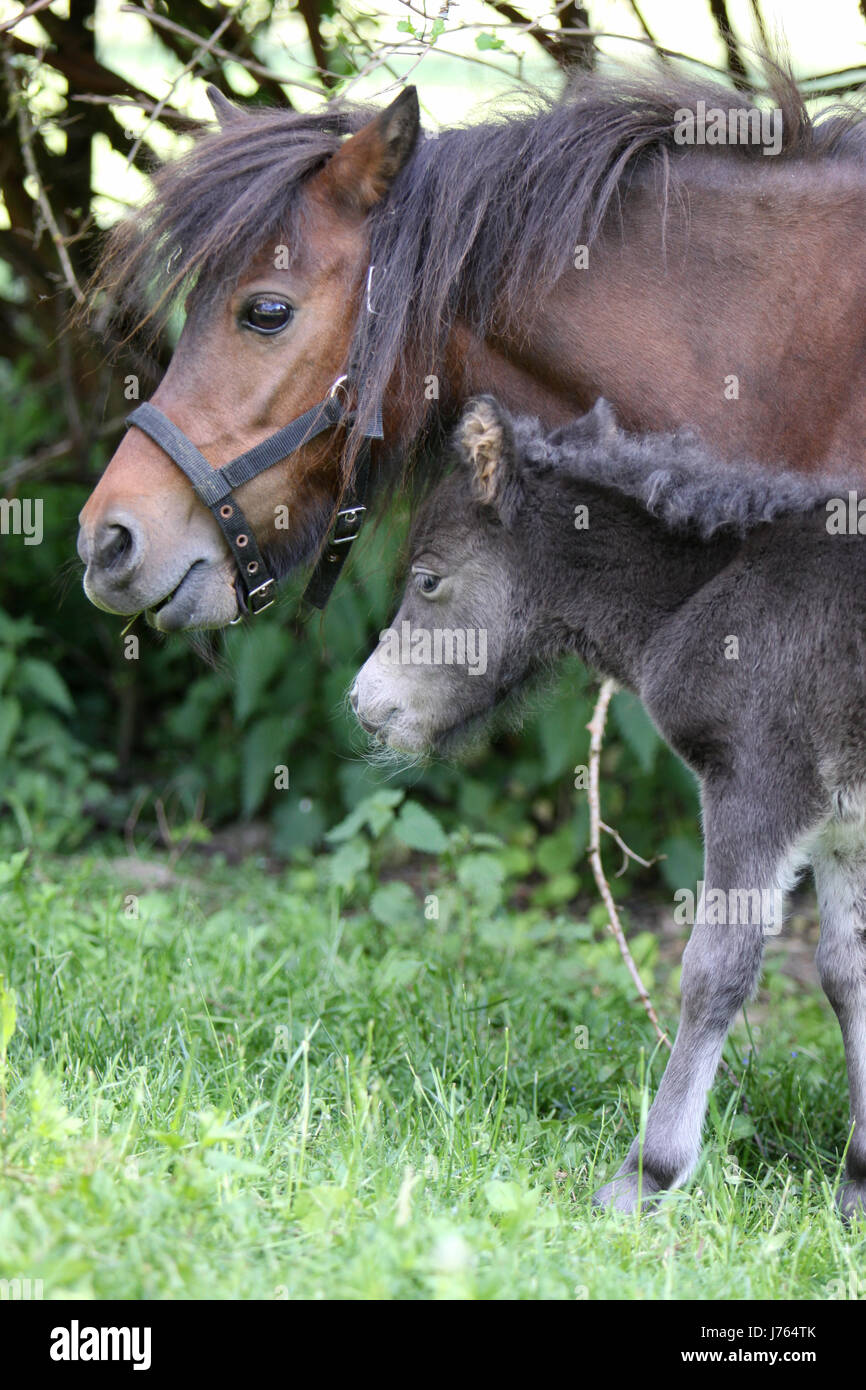 Grossbritannien shetland pony hi-res stock photography and images - Alamy