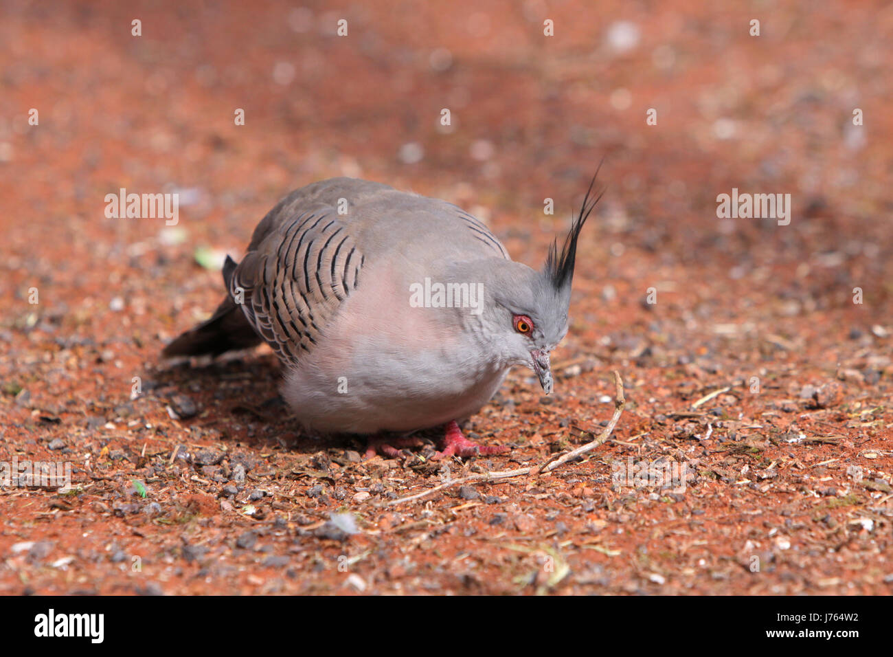 bird birds australia australian grey gray animal pet bird birds ...