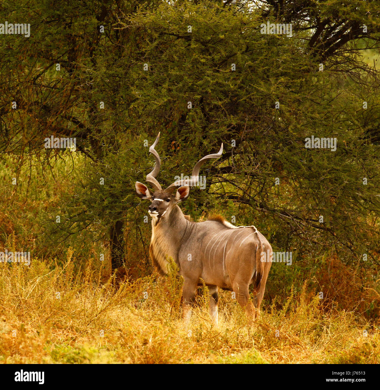 African Greater Kudu bull antelope Stock Photo - Alamy