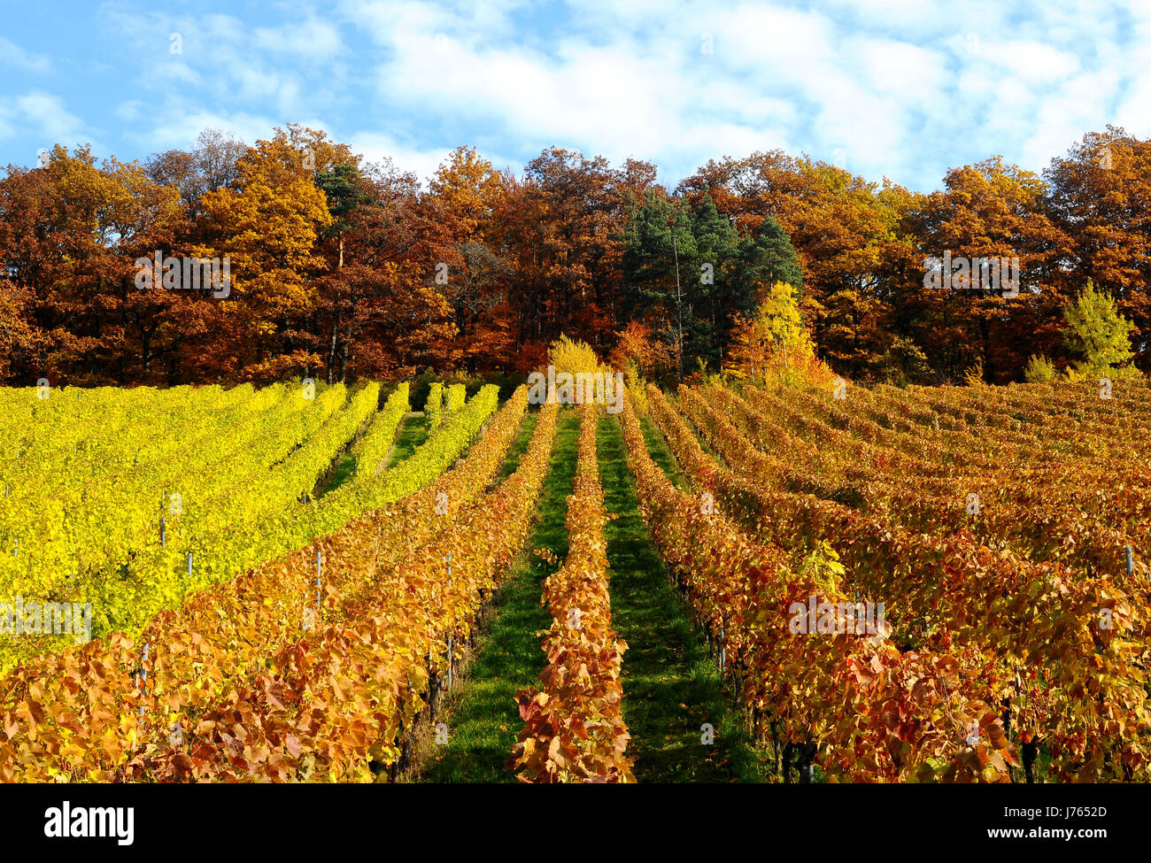 deciduous trees vines autumn colours fall autumn tree trees green brown ...