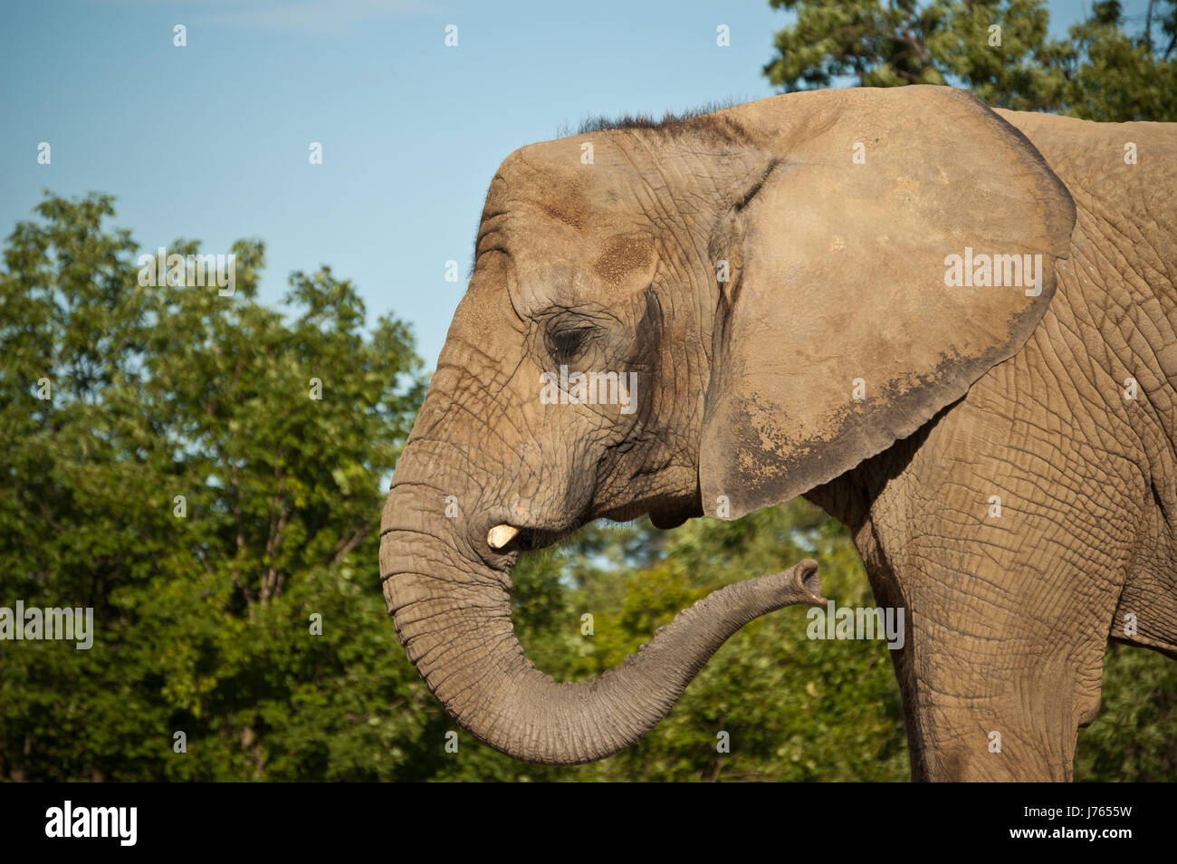 animal mammal elephant wildlife closeup animal mammal elephant ...