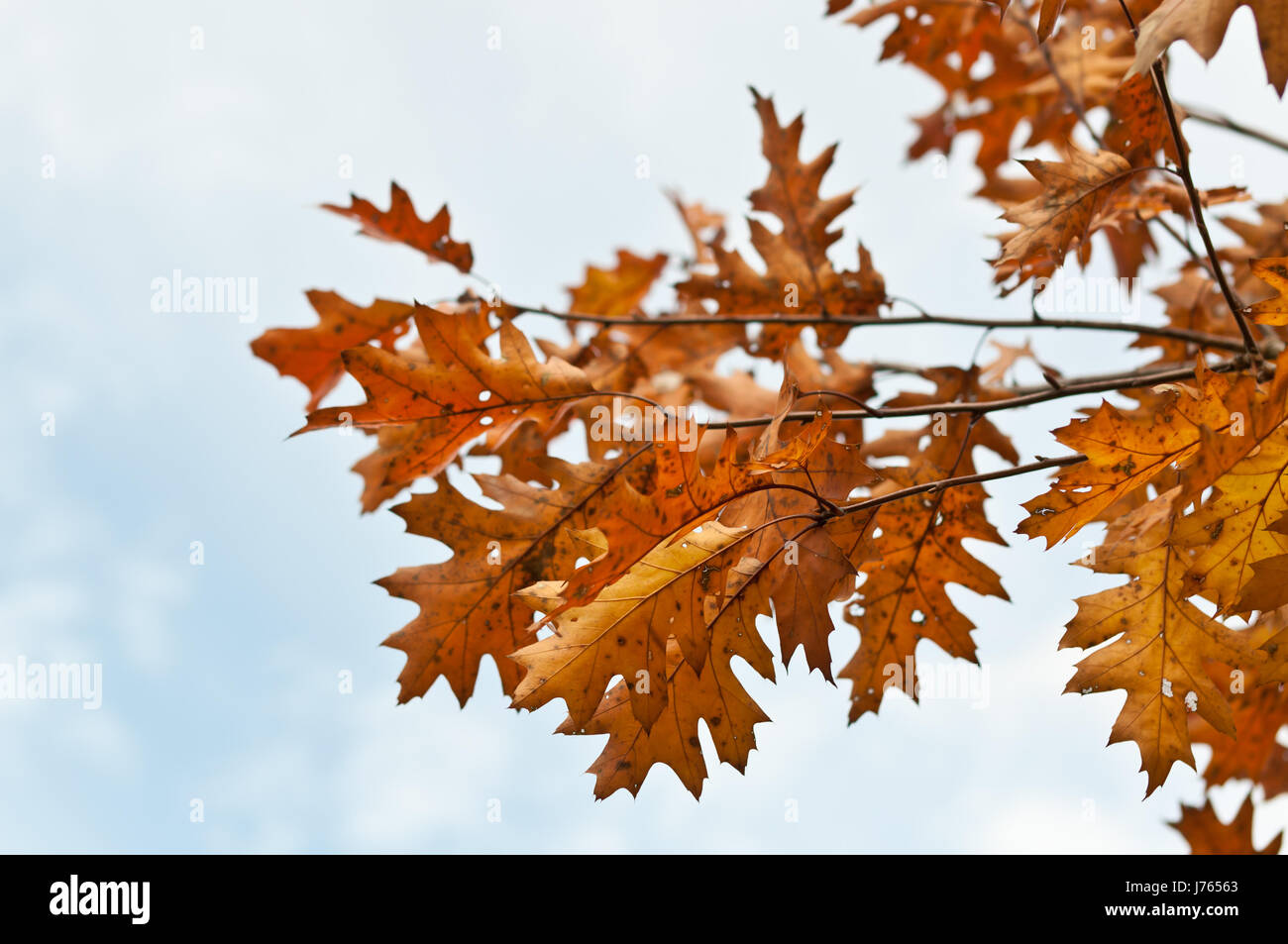 leaves foliage fall autumn tree leaves oak horizontal branch nobody ...