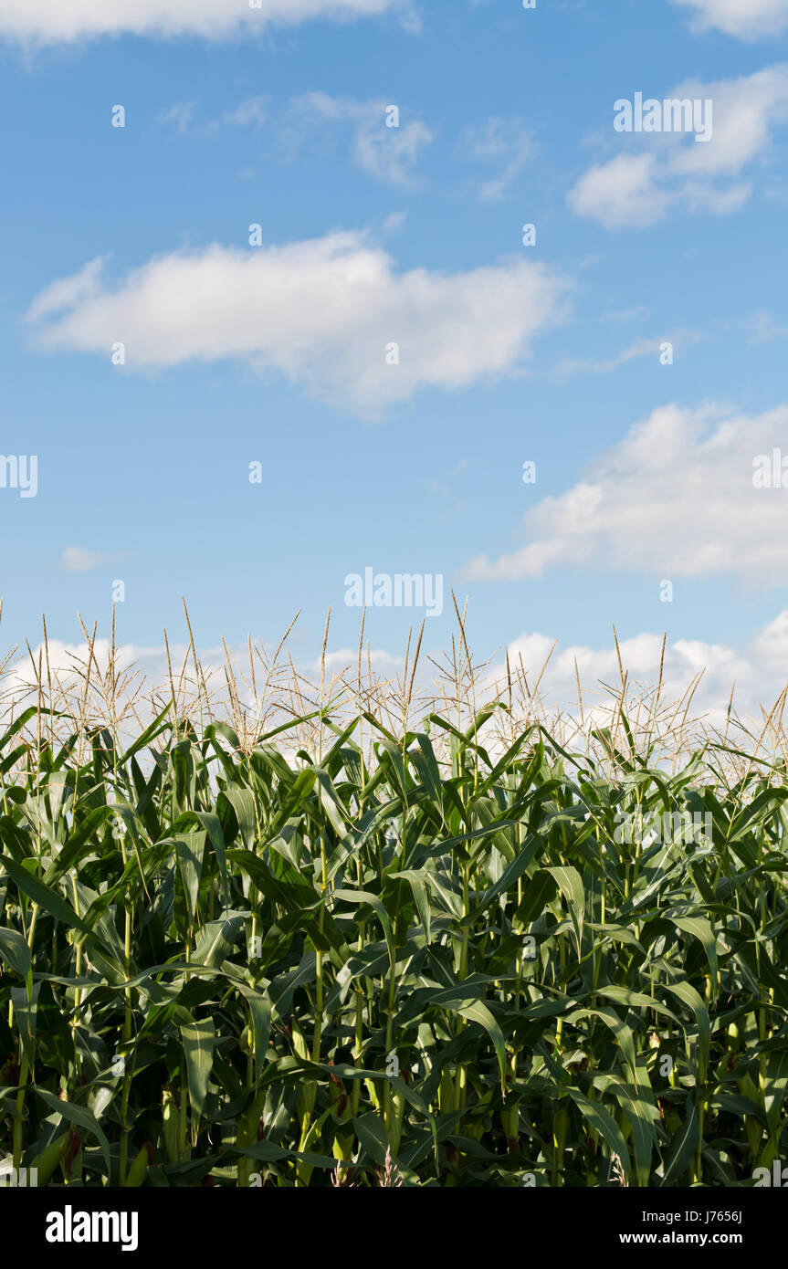 agriculture farming field farm corn food aliment agriculture farming ...