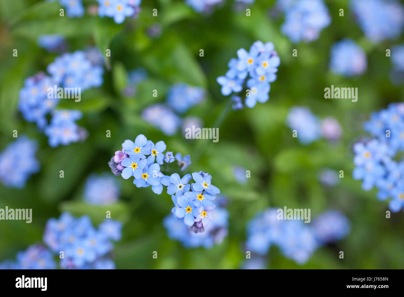 Forget me not in sun hi-res stock photography and images - Alamy