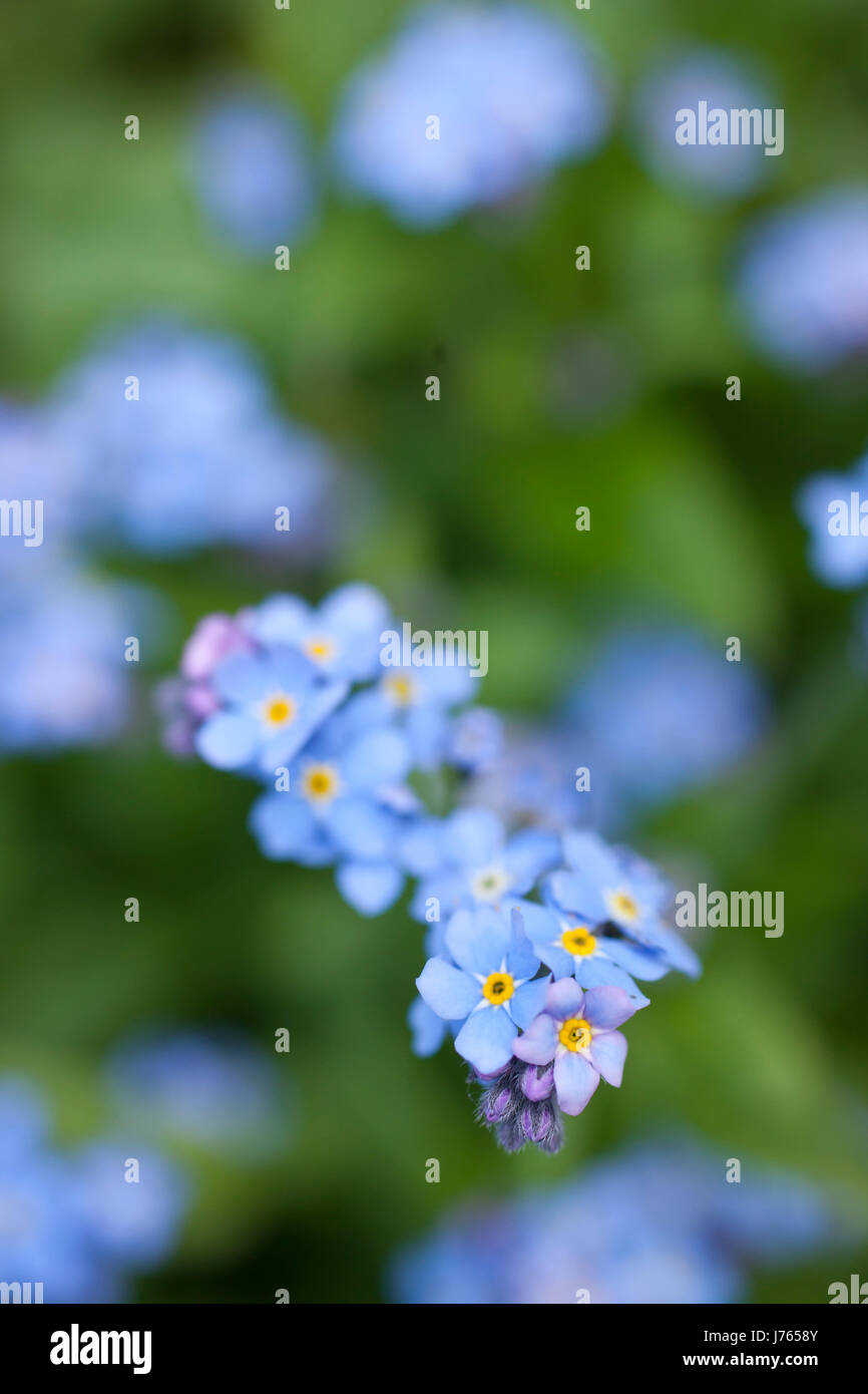 Forget me not in sun hi-res stock photography and images - Alamy