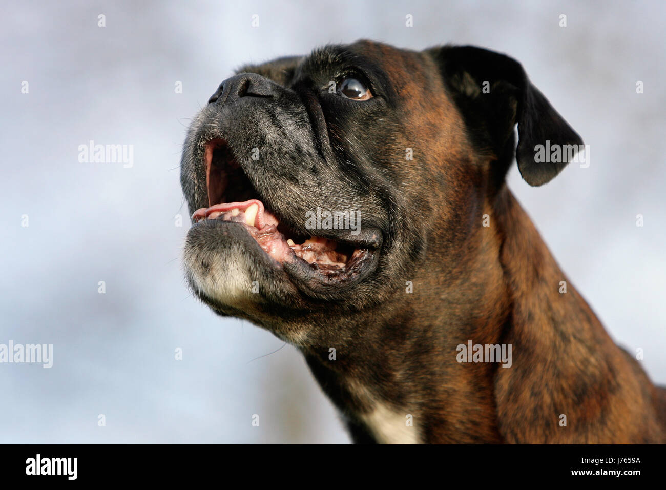Wrinkled grey bark hi-res stock photography and images - Alamy