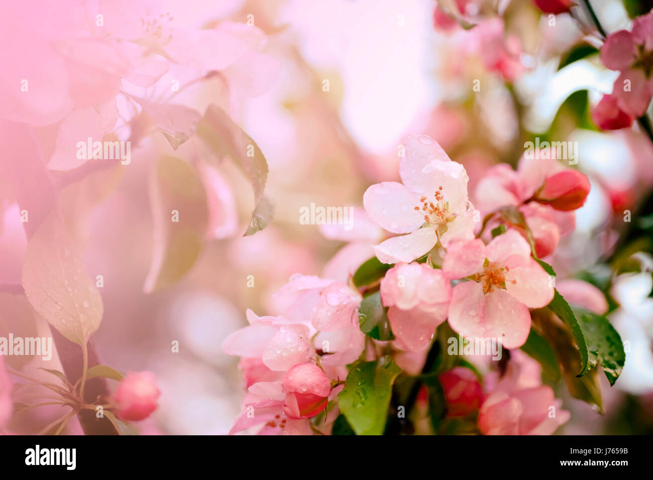 spring blossom background Stock Photo - Alamy