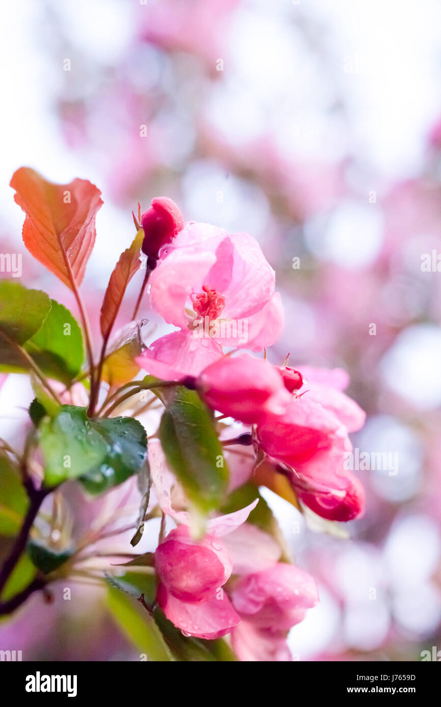 spring blossom background Stock Photo - Alamy