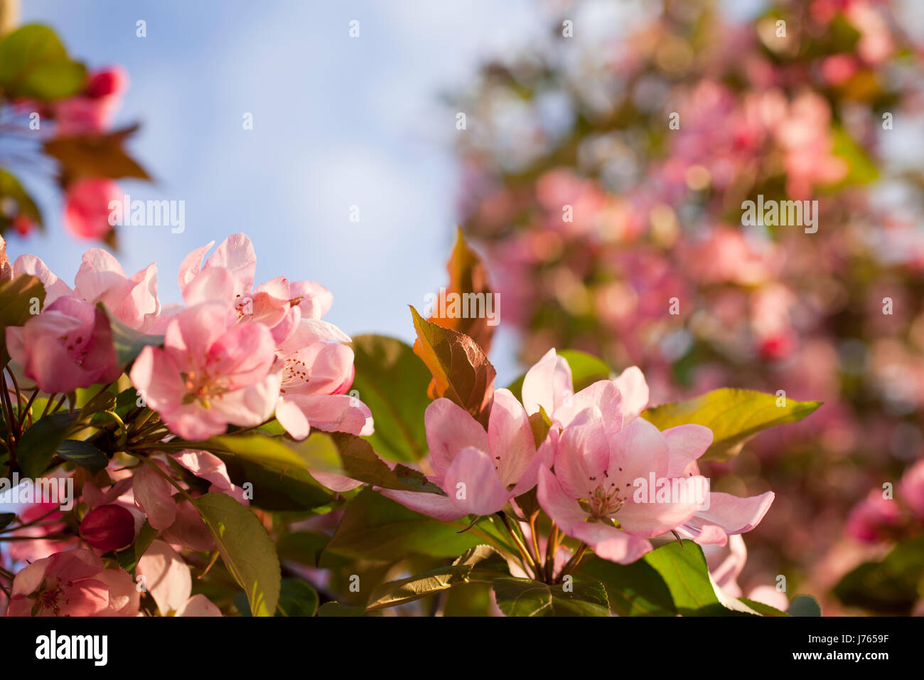 spring blossom background Stock Photo - Alamy