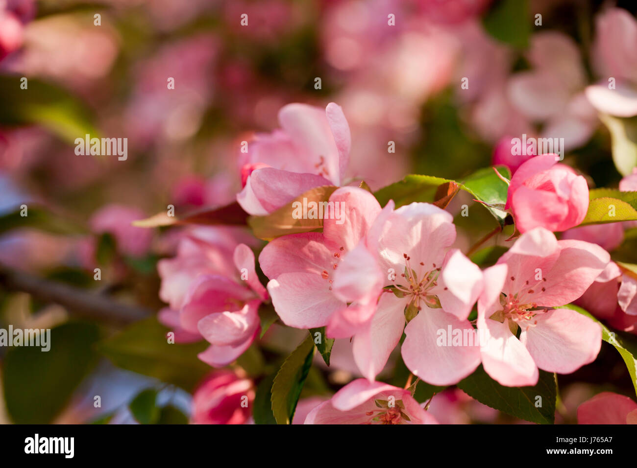 spring blossom background Stock Photo - Alamy