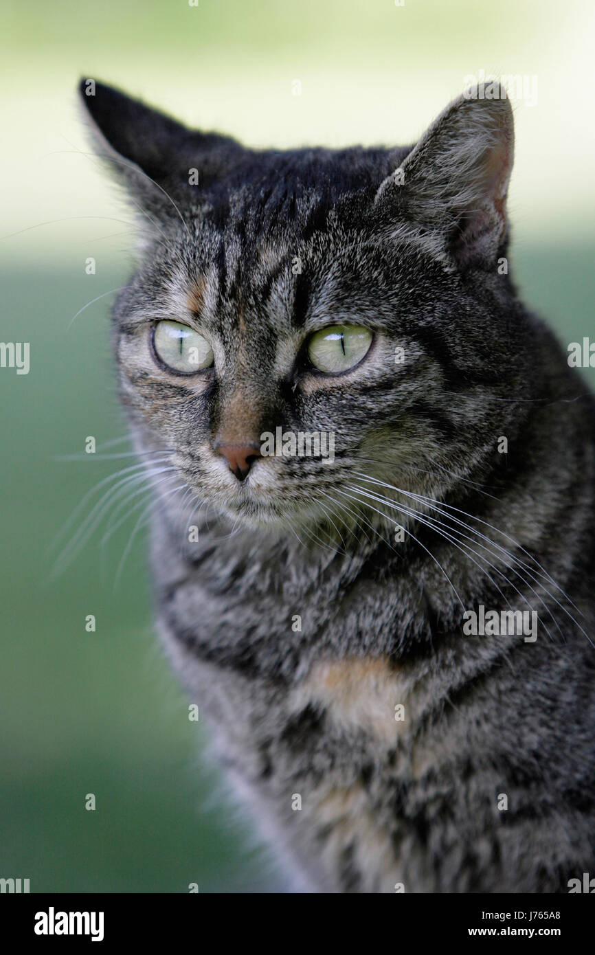 portrait animal portrait outside pussycat cat domestic cat macro close ...