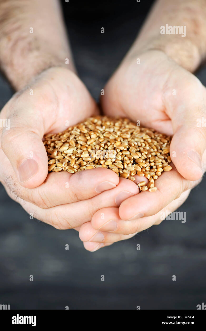 hand hands grain wheat farmer offer possession holding whole cereal cup ...