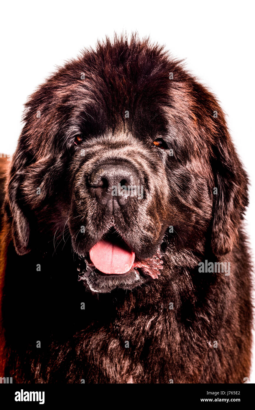 Portrait of a newfoundland on a white background Stock Photo - Alamy