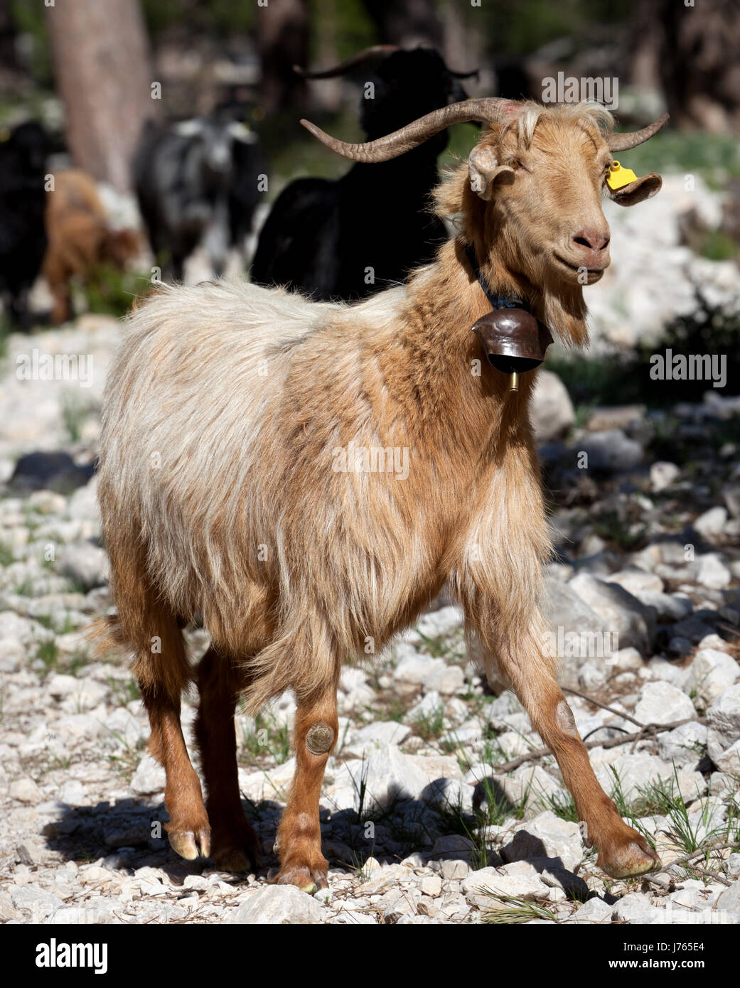 Goats in forest at sunny day Stock Photo - Alamy
