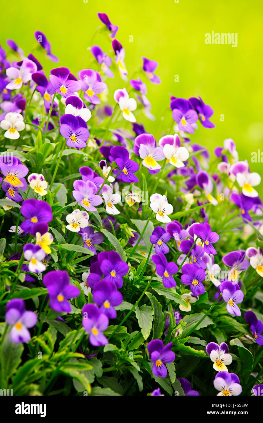 bloom blossom flourish flourishing flower flowers plant purple plants ...