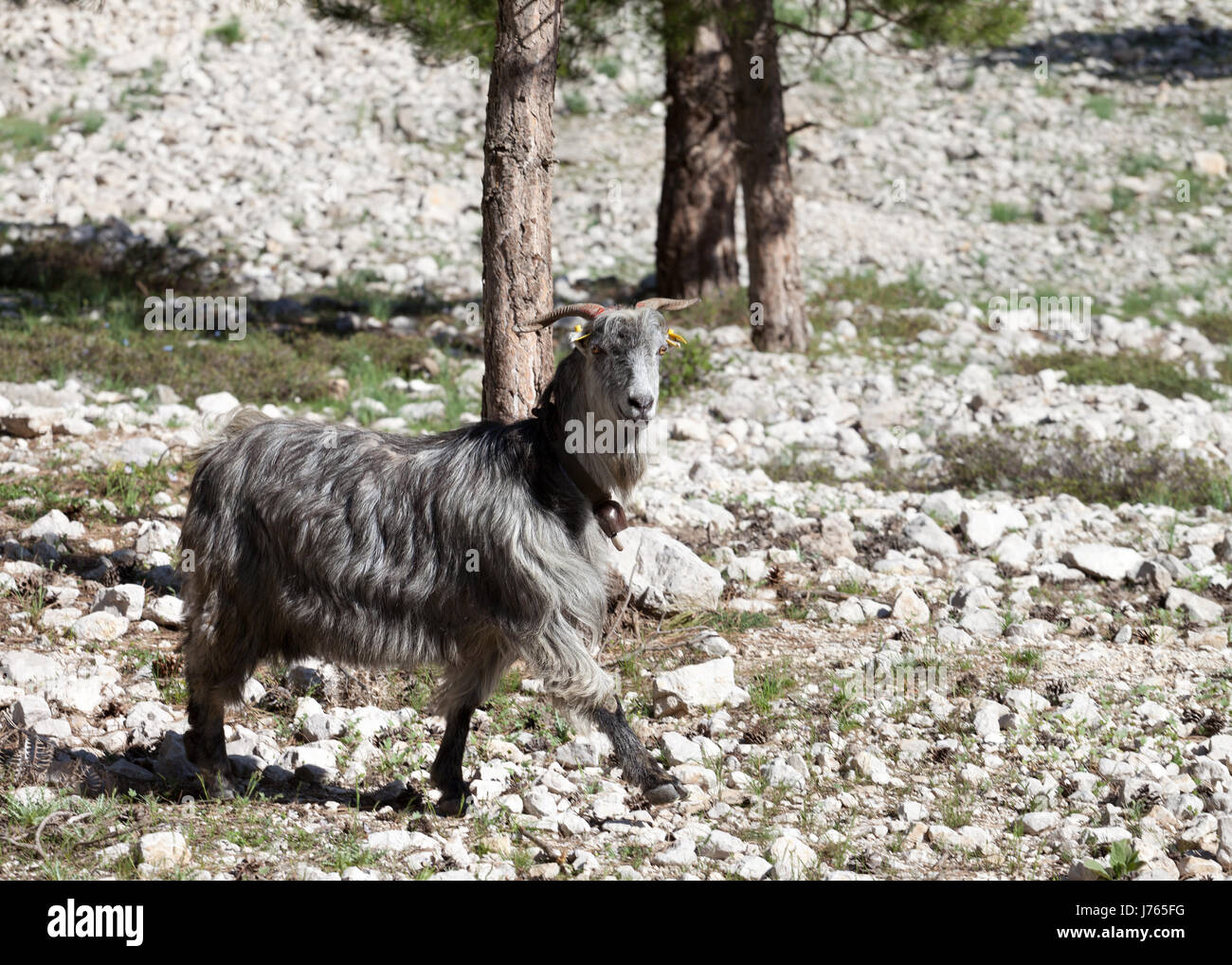 Goat in forest at sun day Stock Photo - Alamy