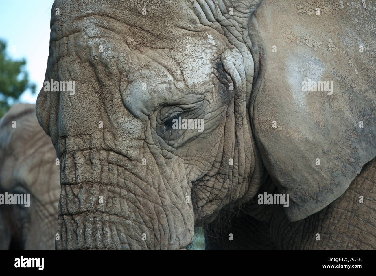 mammal africa elephants wildlife closeup animal mammal elephant ...