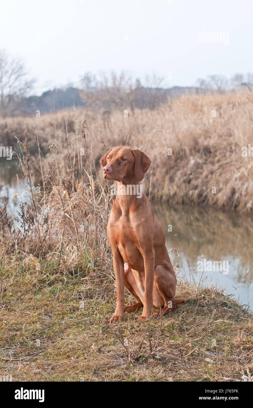 pet pointer dog nature tree pet field pets pointer horizontal dog ...