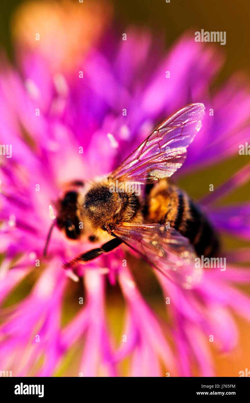 insect bees honeybee bug honeybees honey bee close macro close-up macro ...
