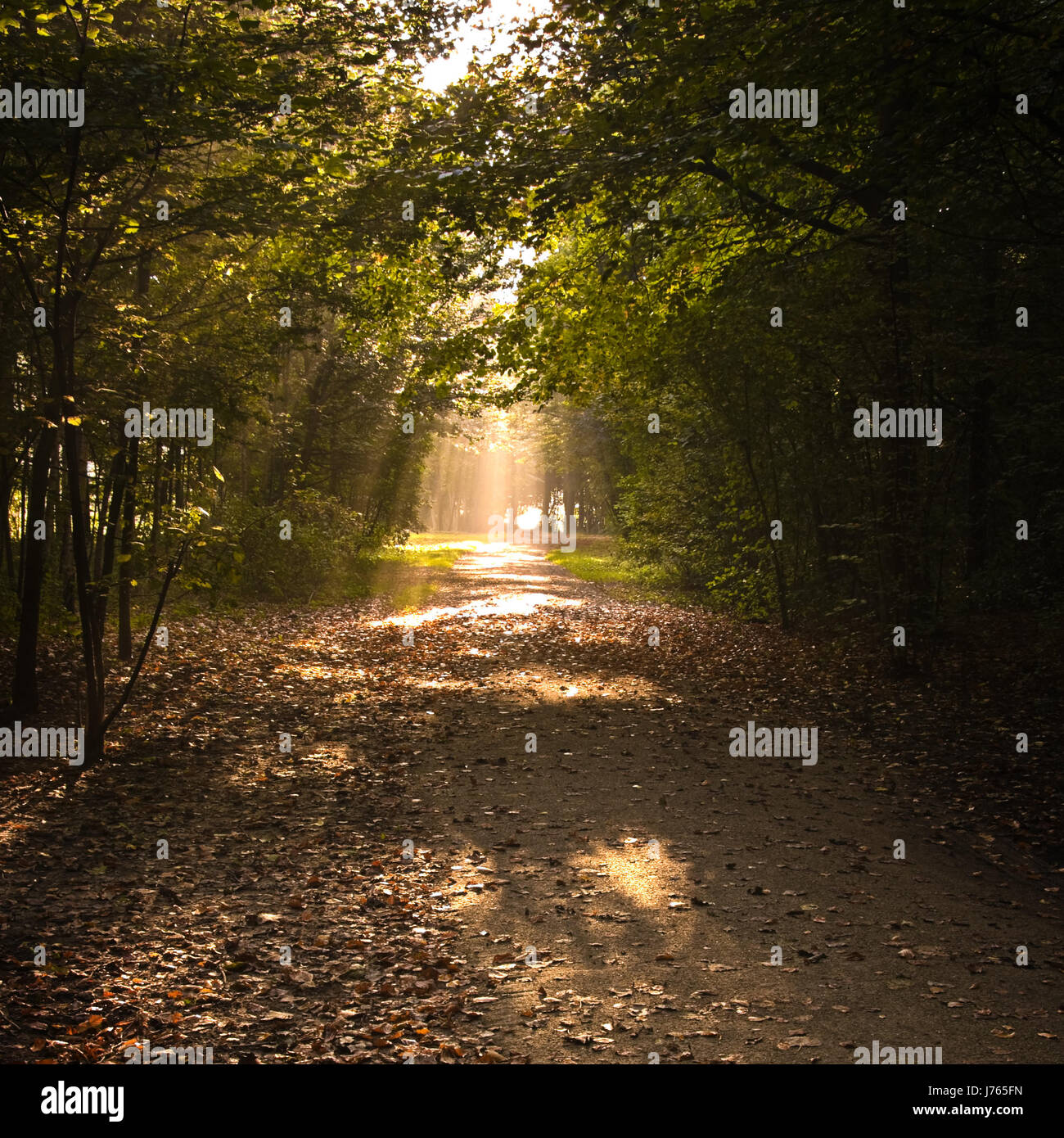 park sunshine landscape scenery countryside nature path way forest fall ...