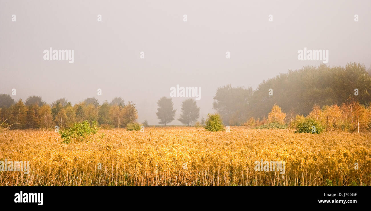 field fog sunshine rural yellow peasant fall autumn colour tree trees ...