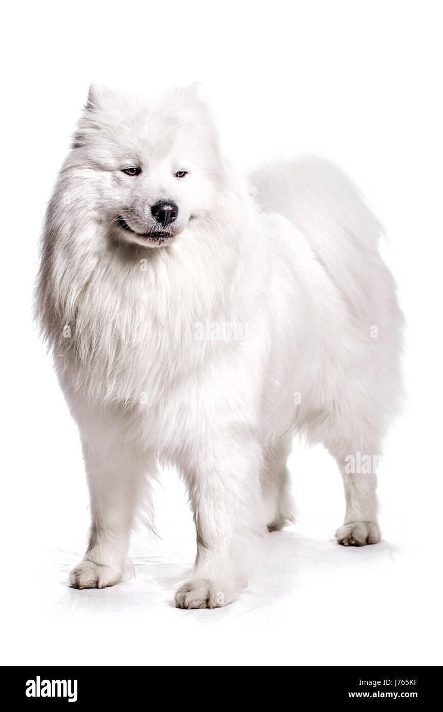 Portrait of a samoyed on a white background Stock Photo - Alamy