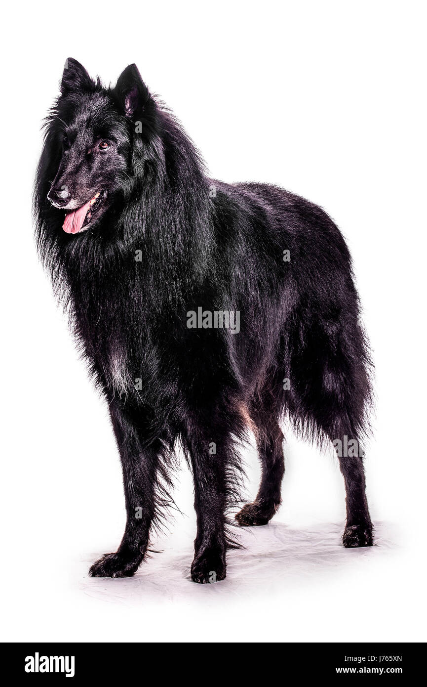 Portrait of a belgian shepherd on a white background Stock Photo - Alamy