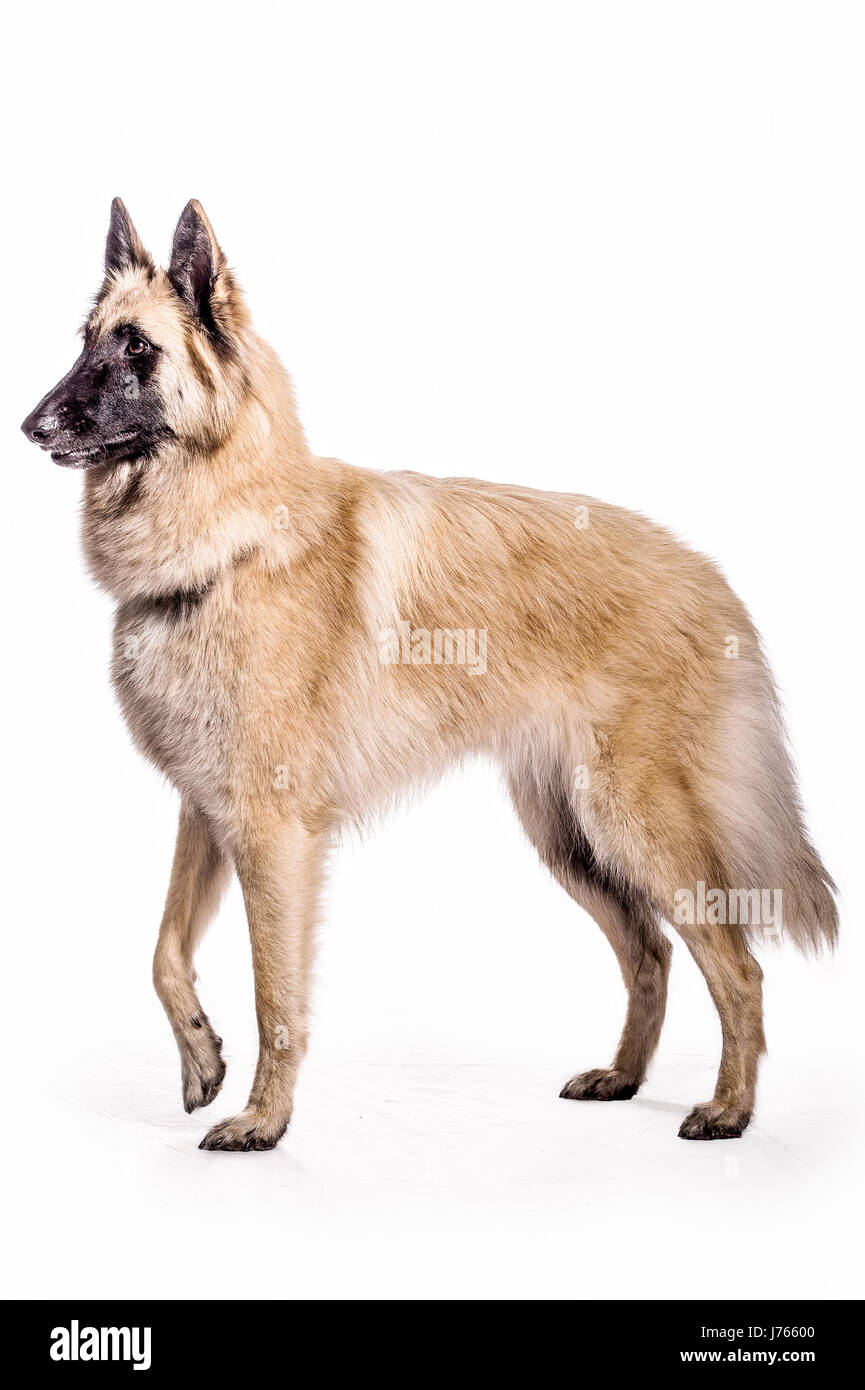 Portrait of a belgian shepherd on a white background Stock Photo - Alamy