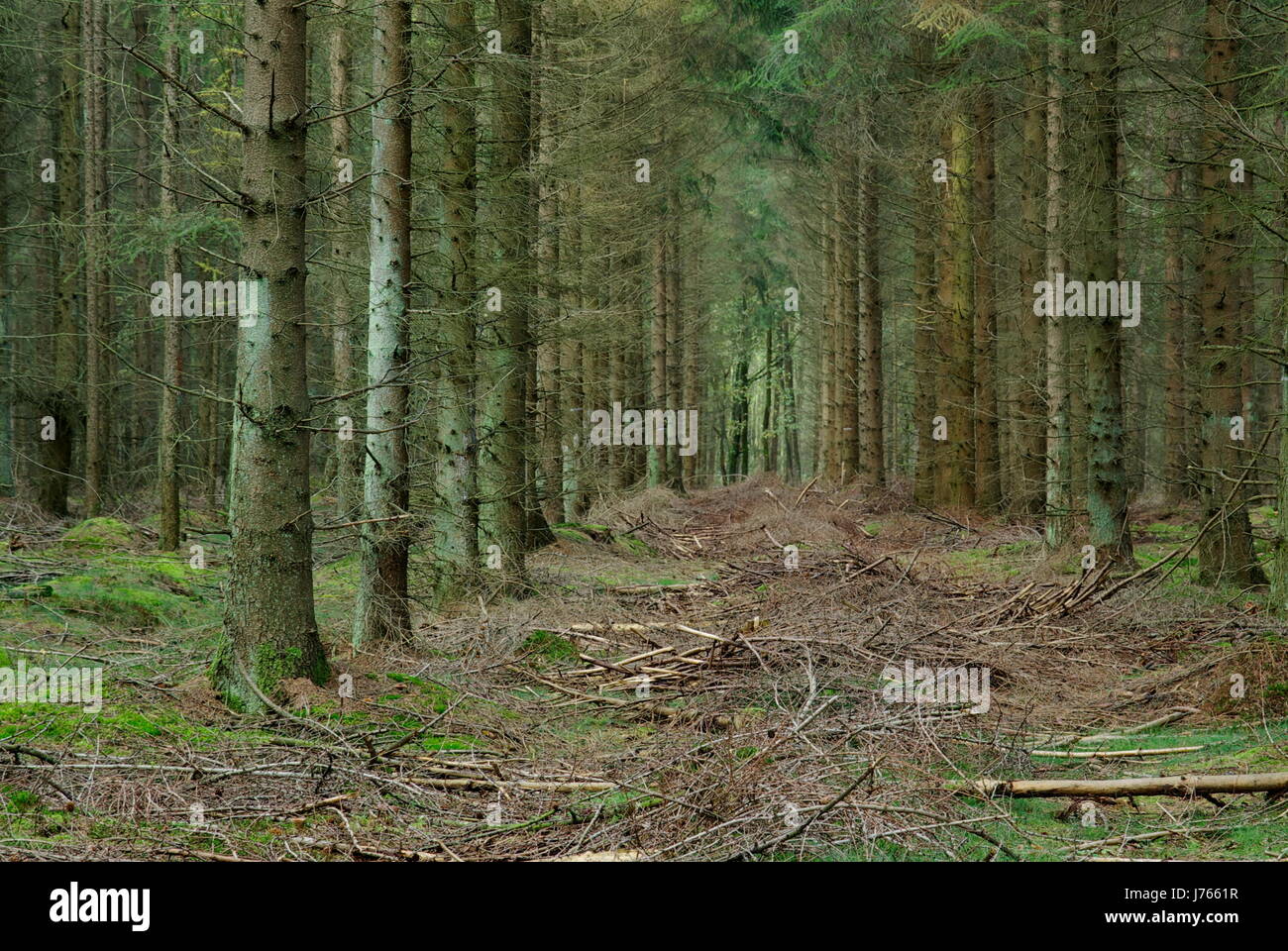 tree trees woods forest tree trees wood branches branch woods fir firs ...