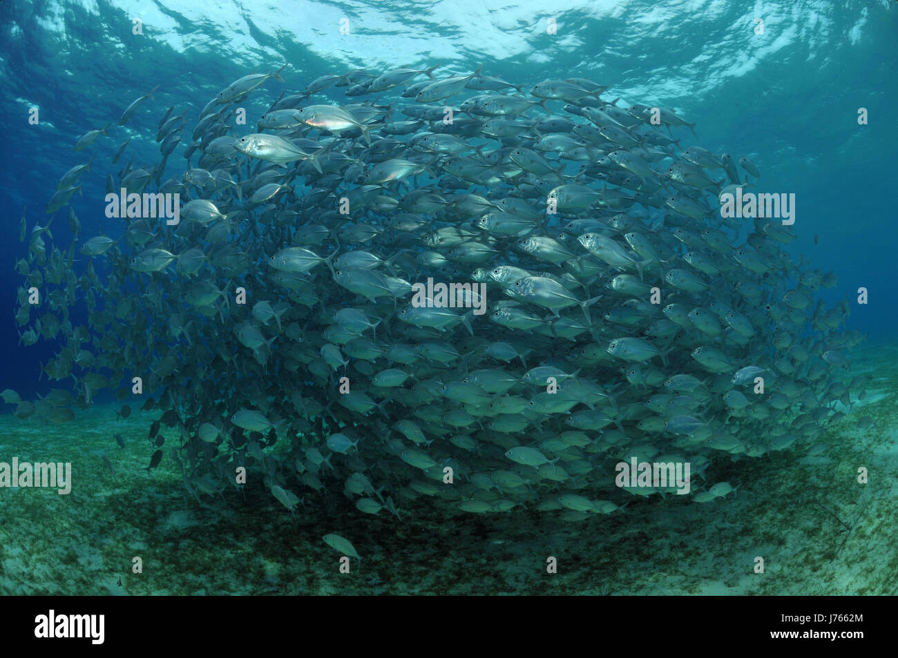 Jack fish hi-res stock photography and images - Alamy