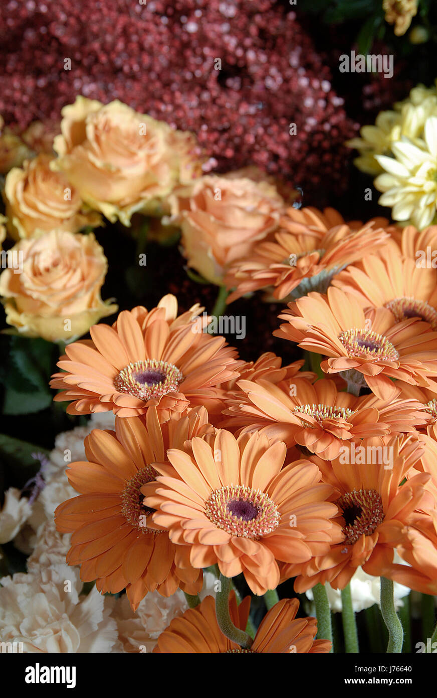 Chromatic flowers hi-res stock photography and images - Alamy