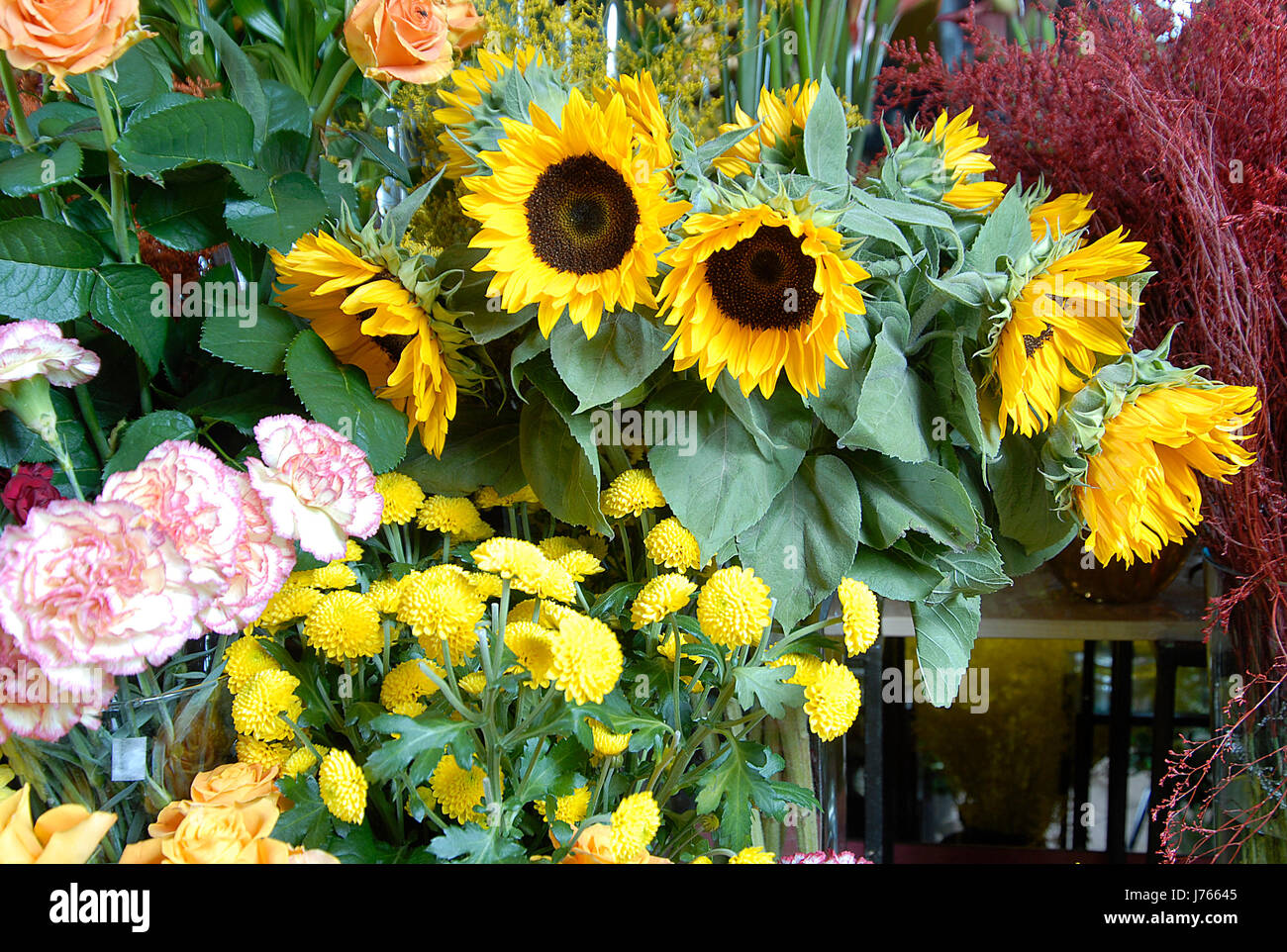 bloom blossom flourish flourishing flower flowers plant flora stalk ...