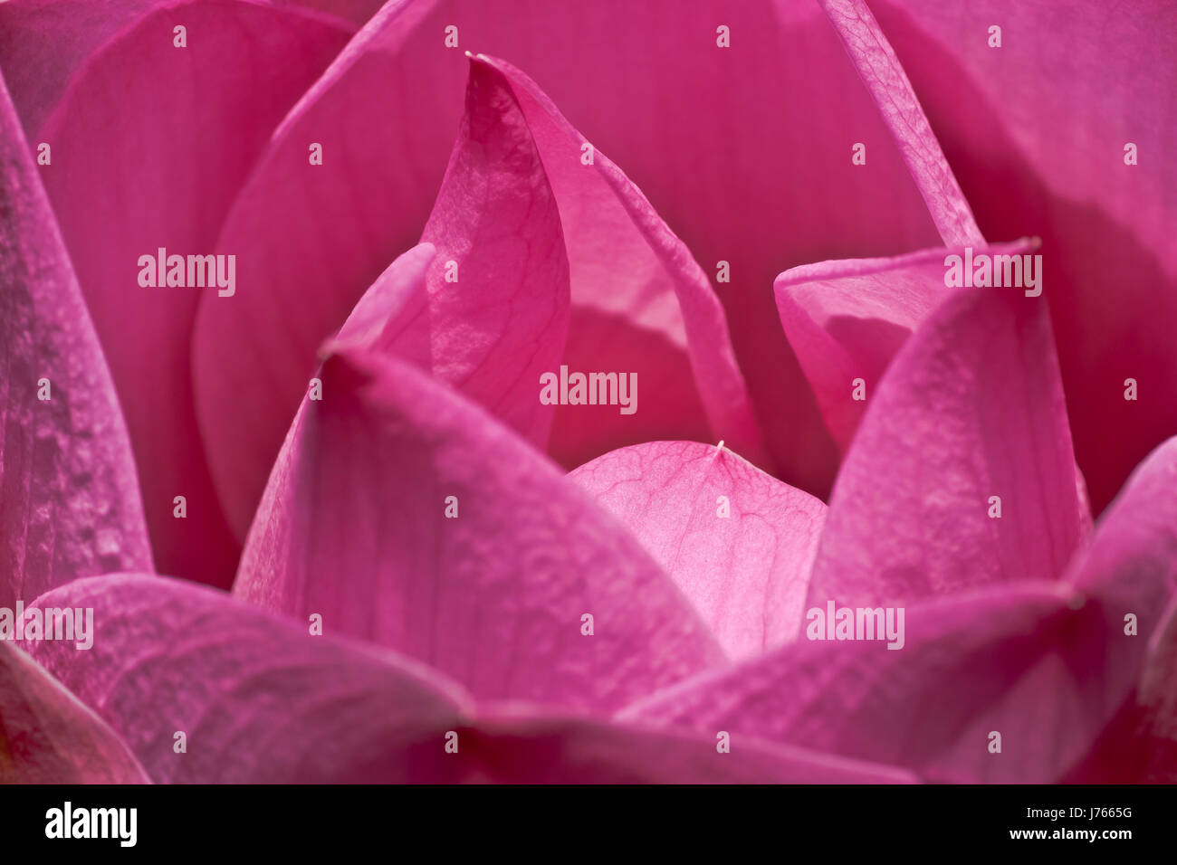 Flower Plant Asia Lotus Aquatic Plant Fresh Water Pond Water Detail