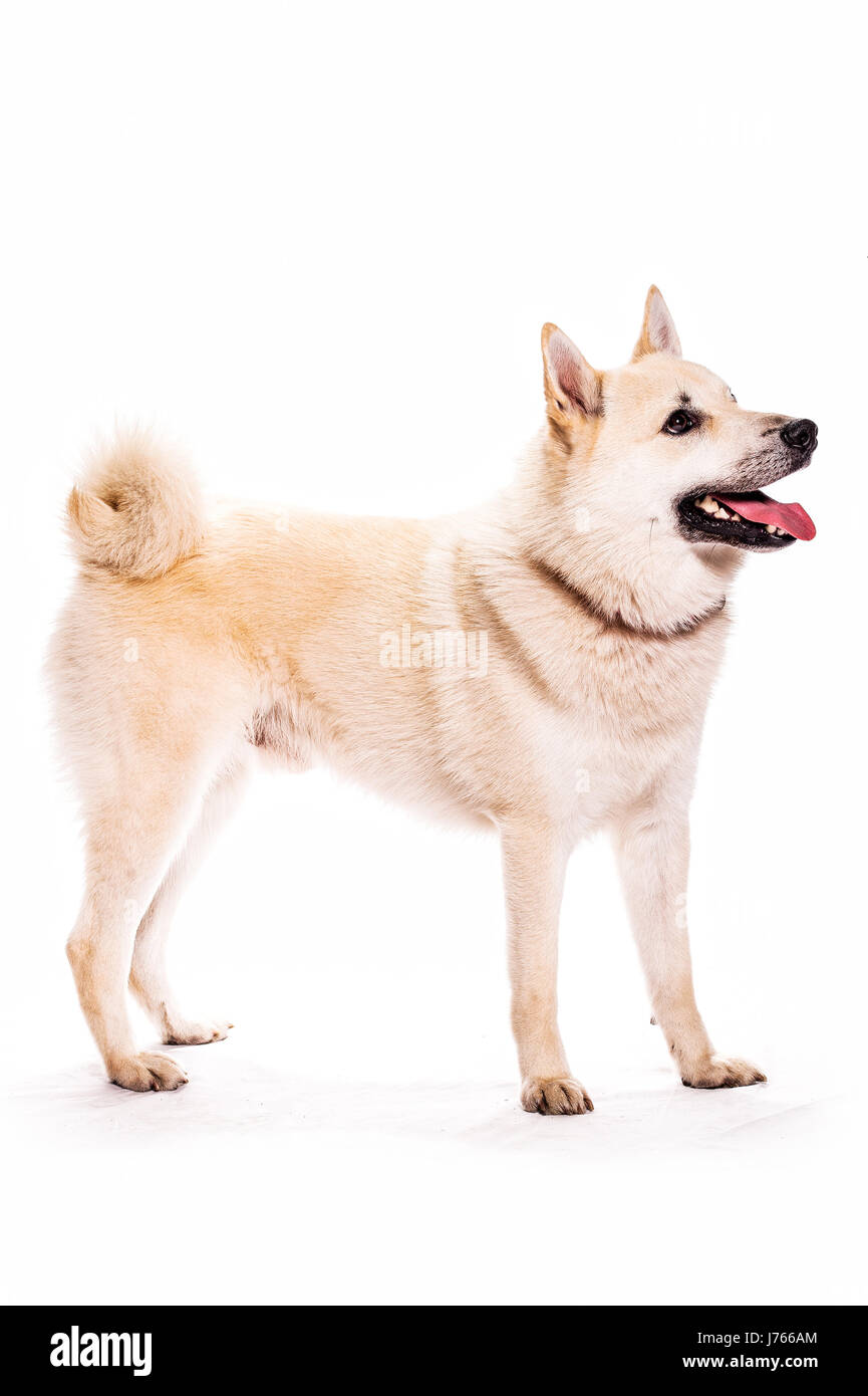 Are Norwegian Buhunds Good Dogs