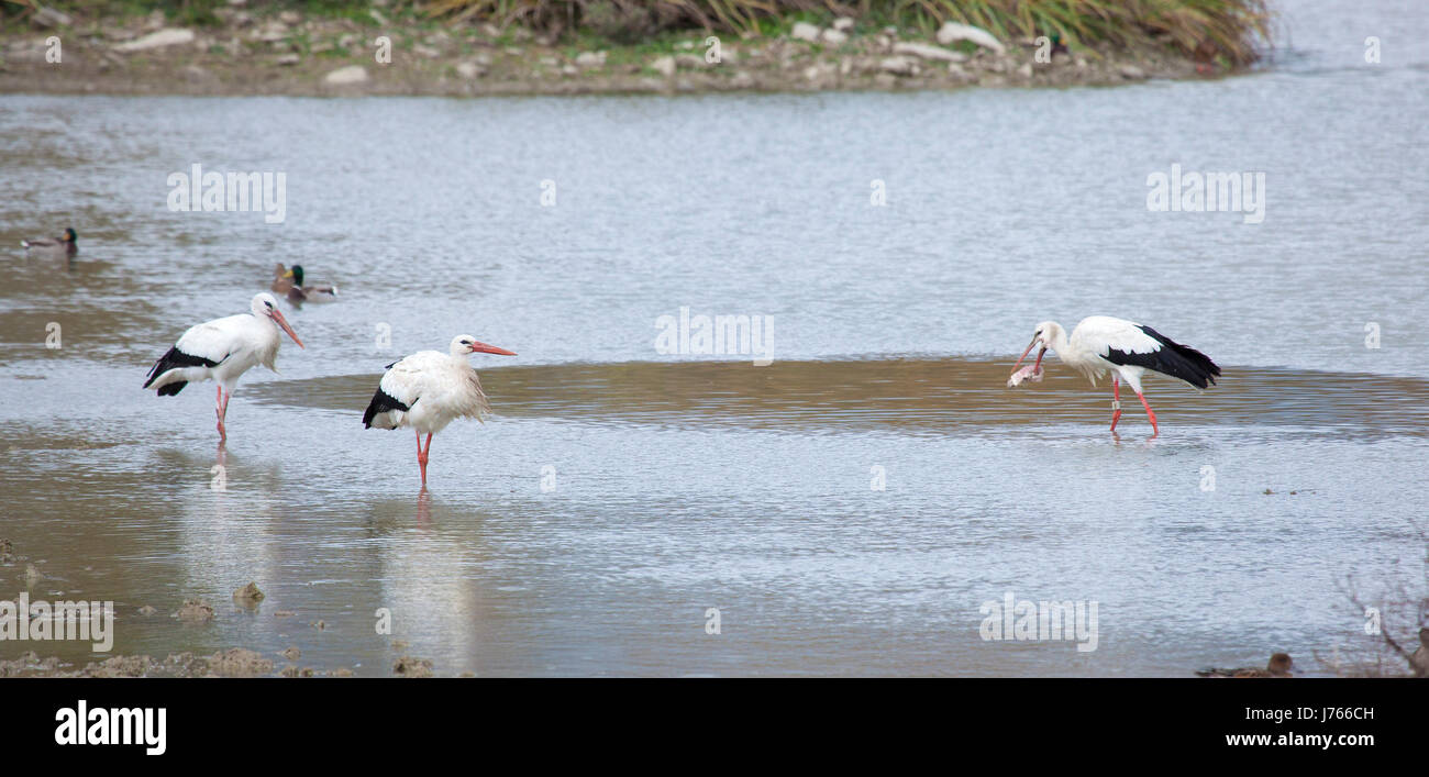 europe spain storks animal bird wild feet beak wildlife mirror fresh ...