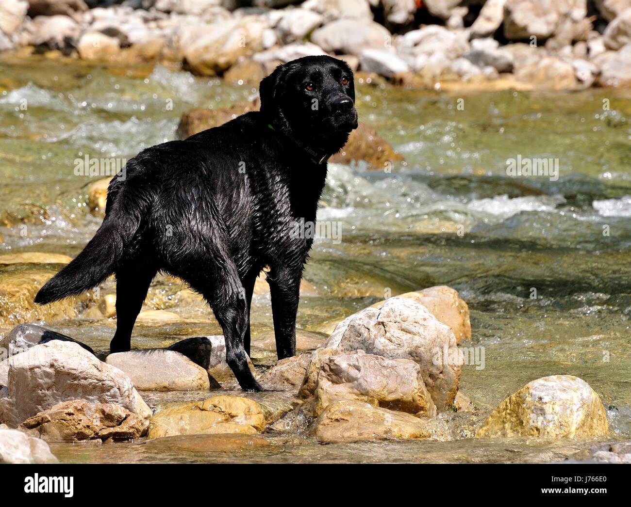 labrador in his element iv Stock Photo - Alamy