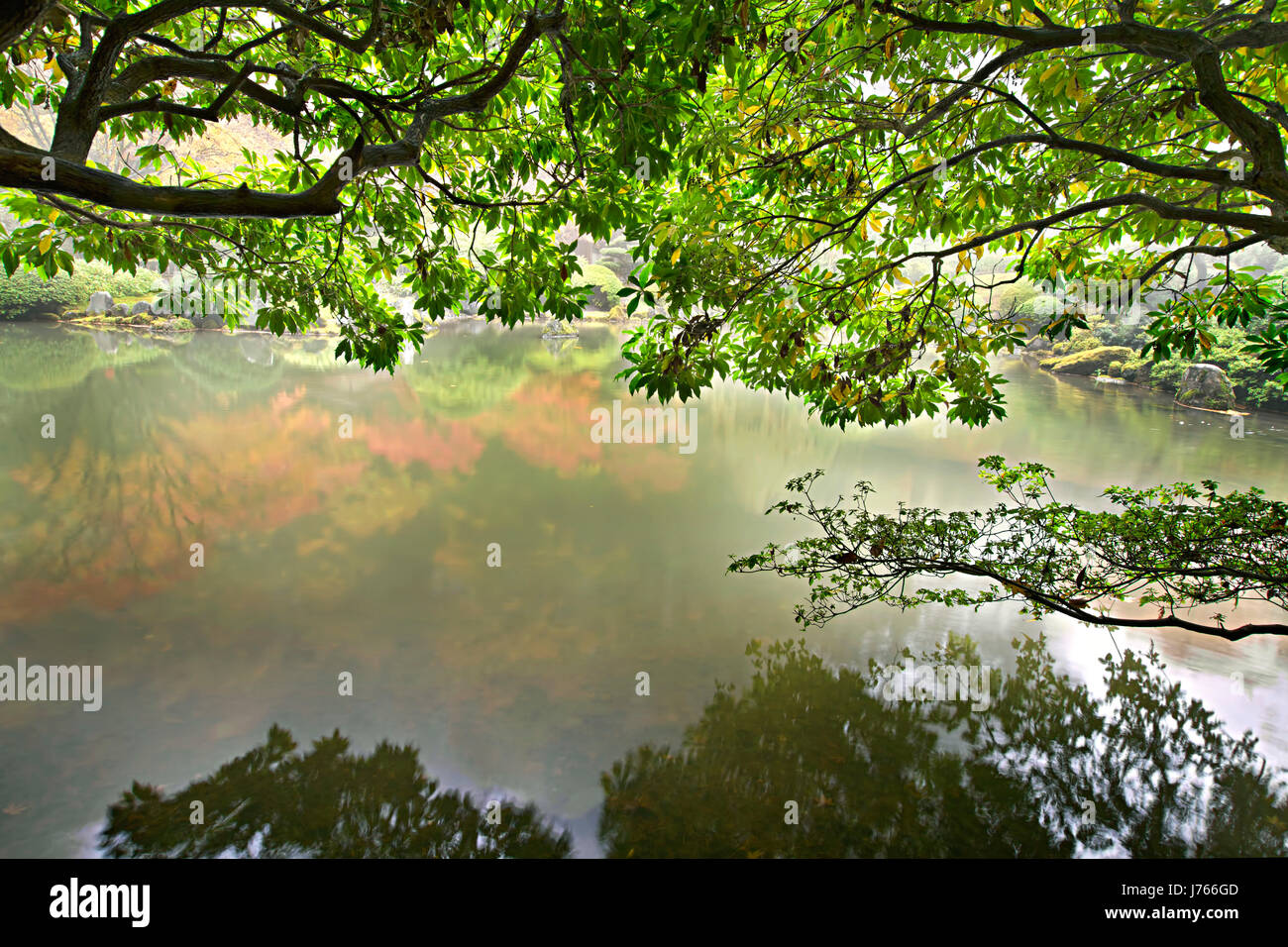tree trees reflection maple japanese foggy season fall autumn ...
