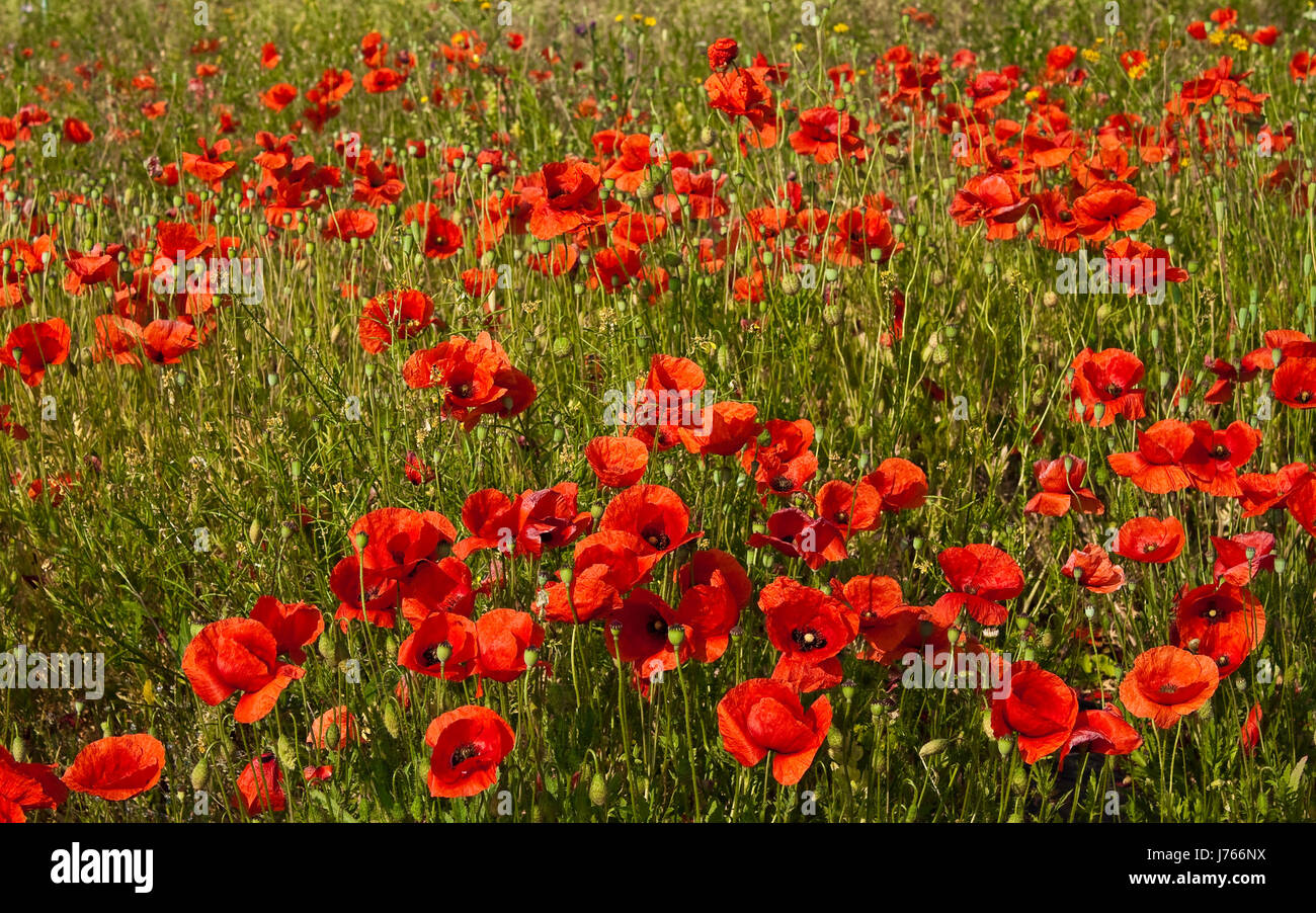 field flower flowers plant summer summerly poppy harmony meadow field ...