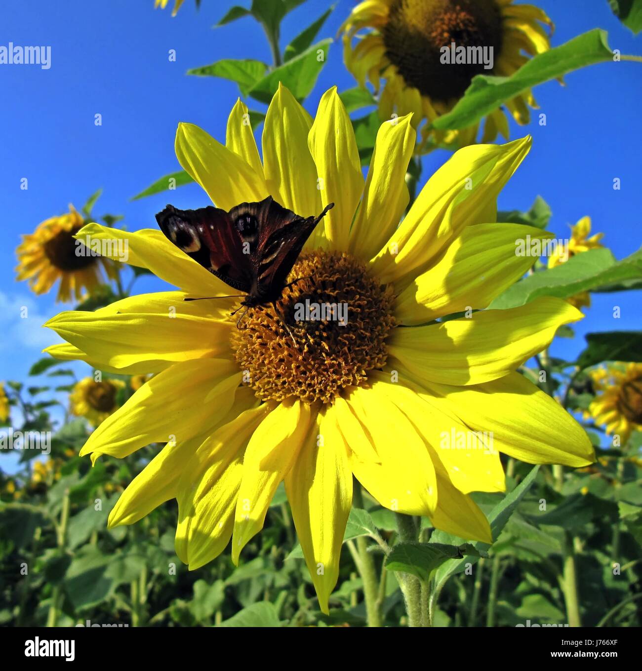 sunflower with butterfly Stock Photo - Alamy