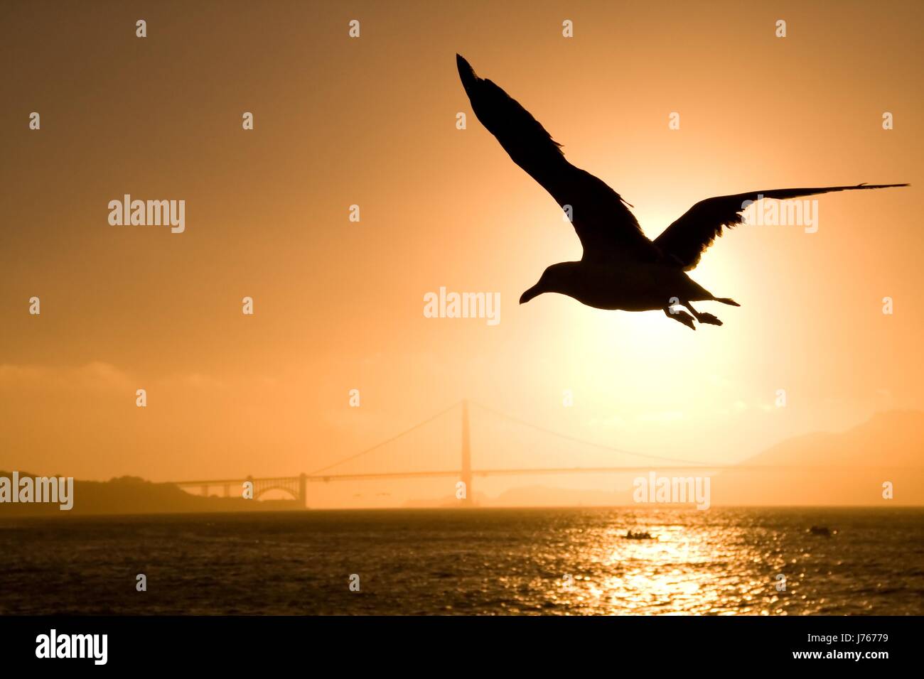 bird birds wing feathers red fly flies flys flying apart extra ...