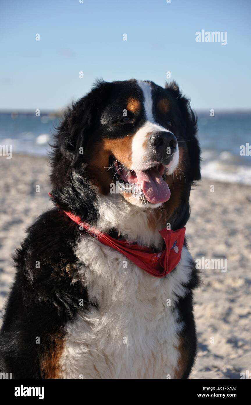 Berner sennenhund beach hi-res stock photography and images - Alamy