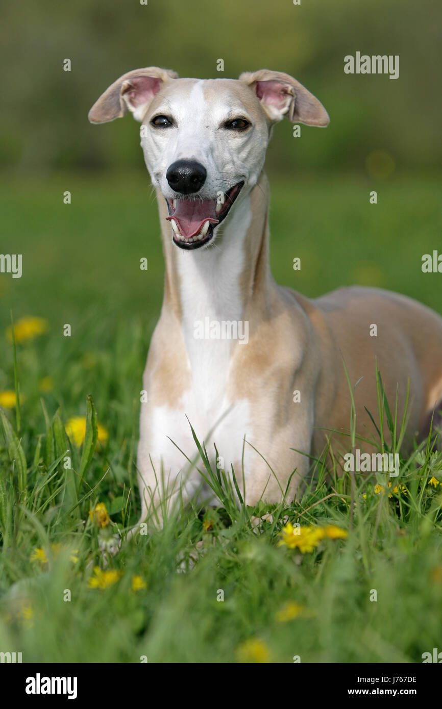 pet portrait dog greyhound pedigree dog blond laugh laughs laughing ...