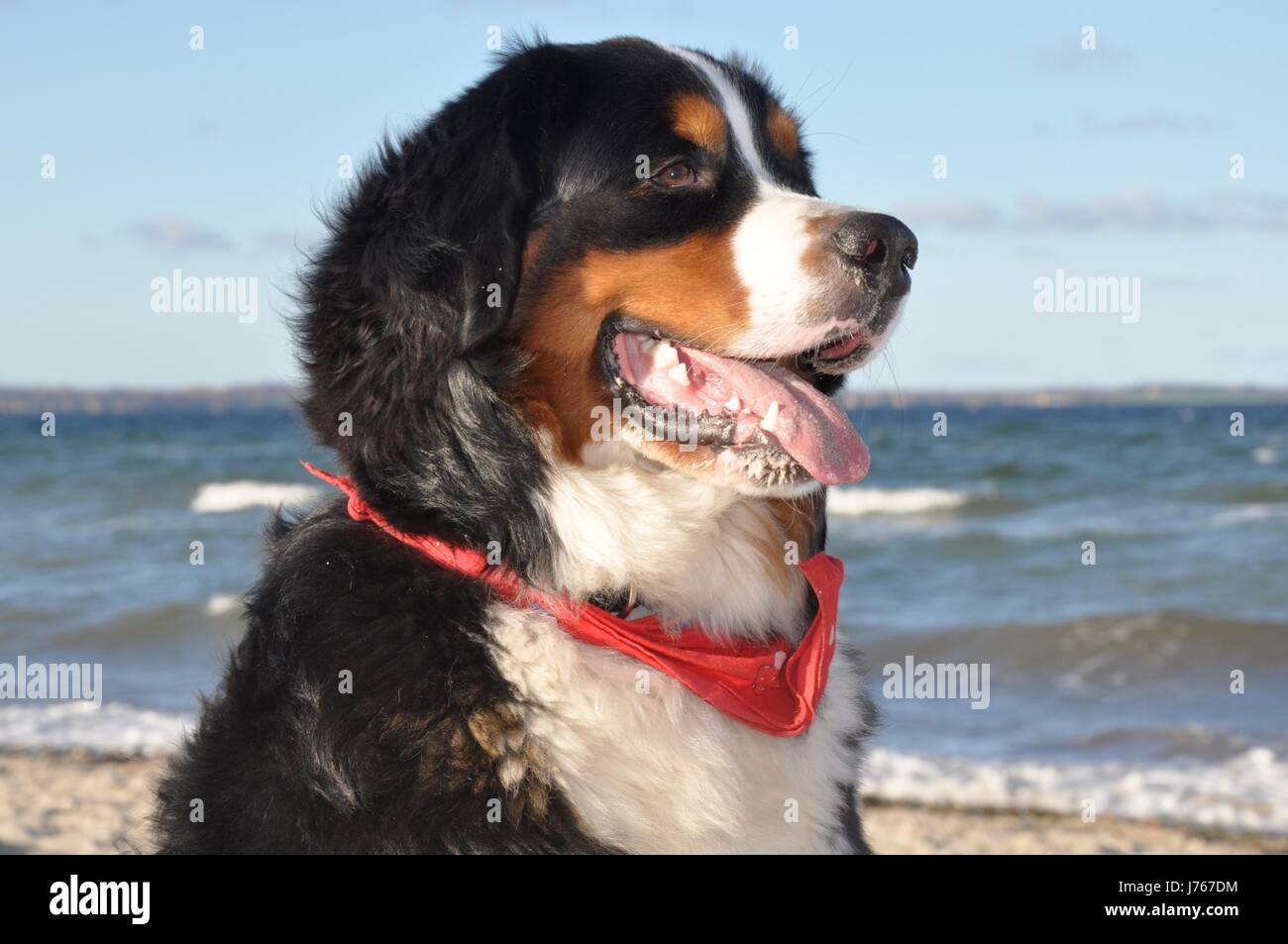 Berner sennenhund beach hi-res stock photography and images - Alamy
