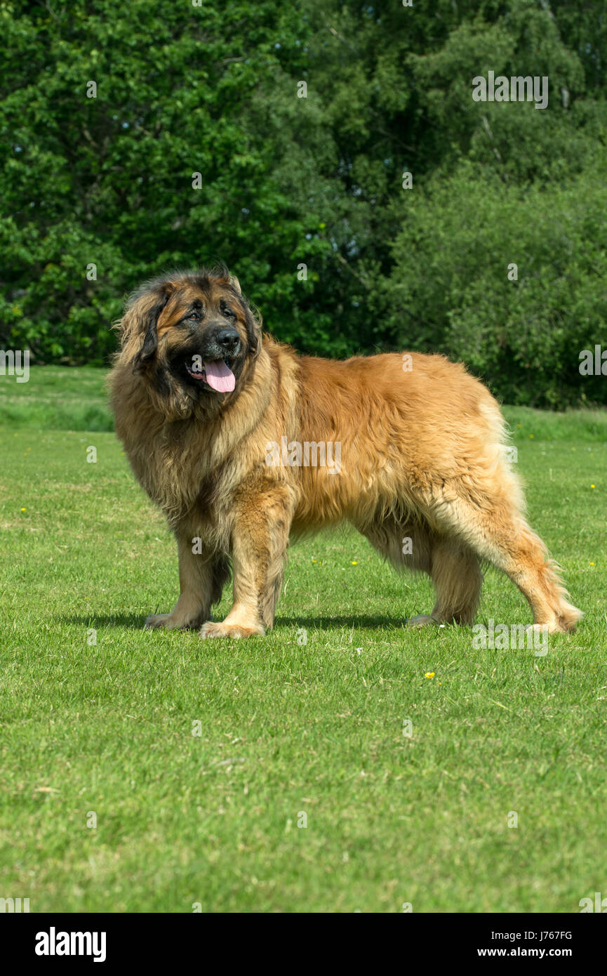 A portrait of a Leonberger in a field Stock Photo - Alamy